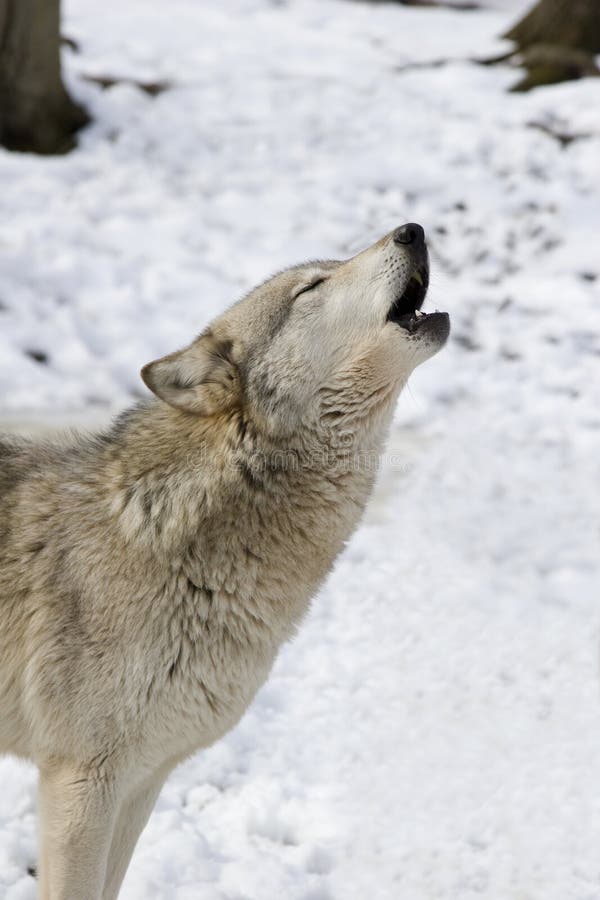 Wolf Howling in Snow stock photo. Image of wild, background - 8827270