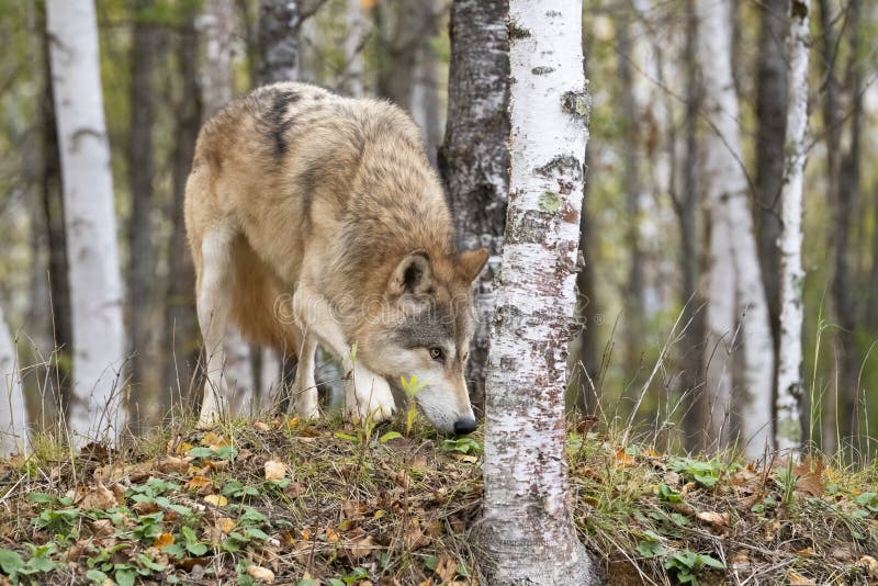 Timber Wolf on the Hunt for Prey Stock Image - Image of crushing ...