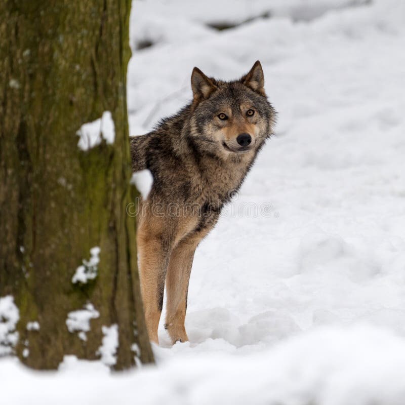 Timber Wolf Hunting in the Forest Stock Image - Image of close, outside ...