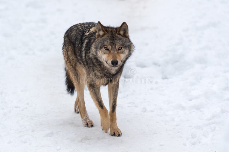Timber Wolf Hunting in the Forest Stock Image - Image of close, outside ...