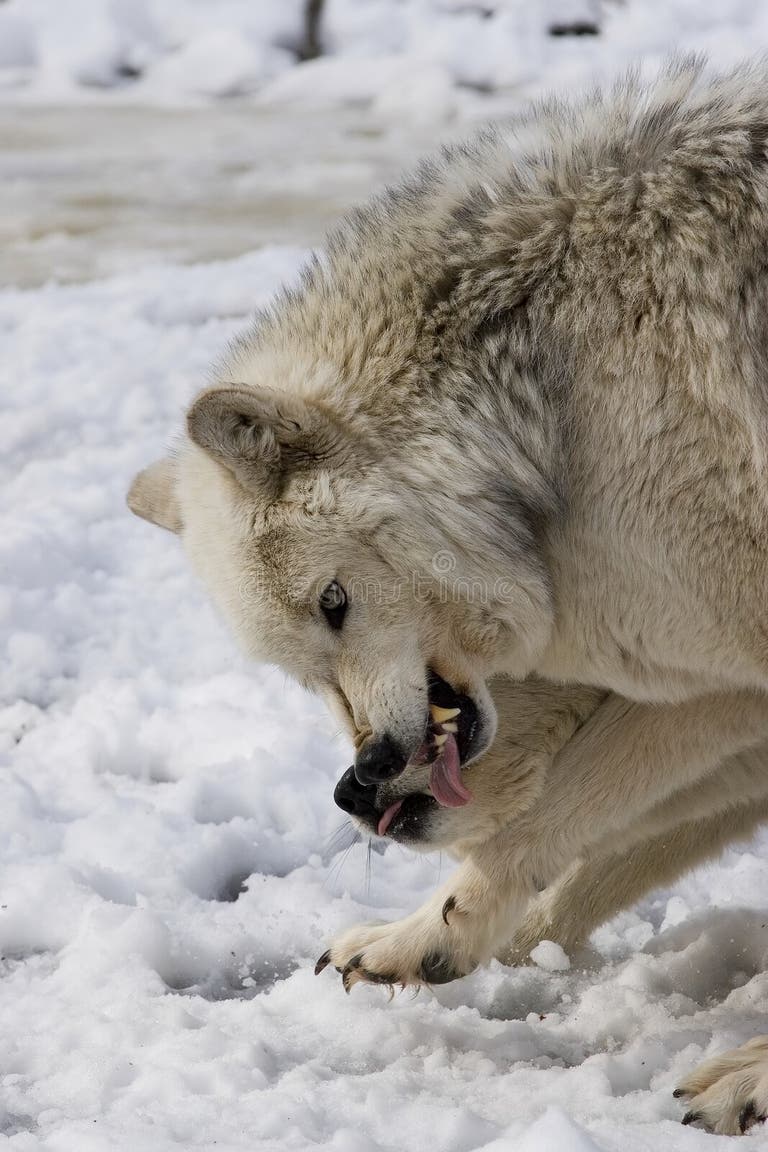 285 Growling Wolf Stock Photos - Free & Royalty-Free Stock Photos from ...