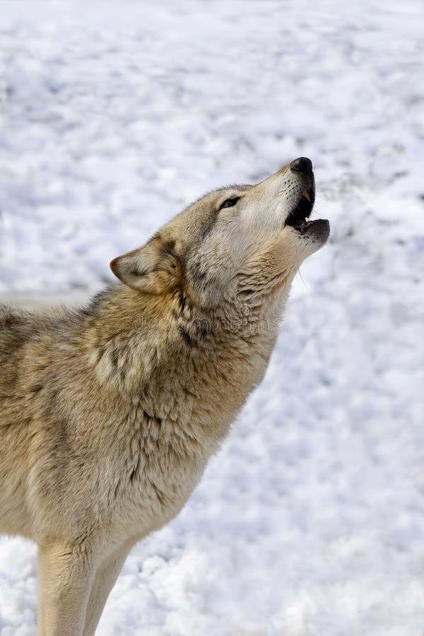 Grey Wolf Howling In Snow
