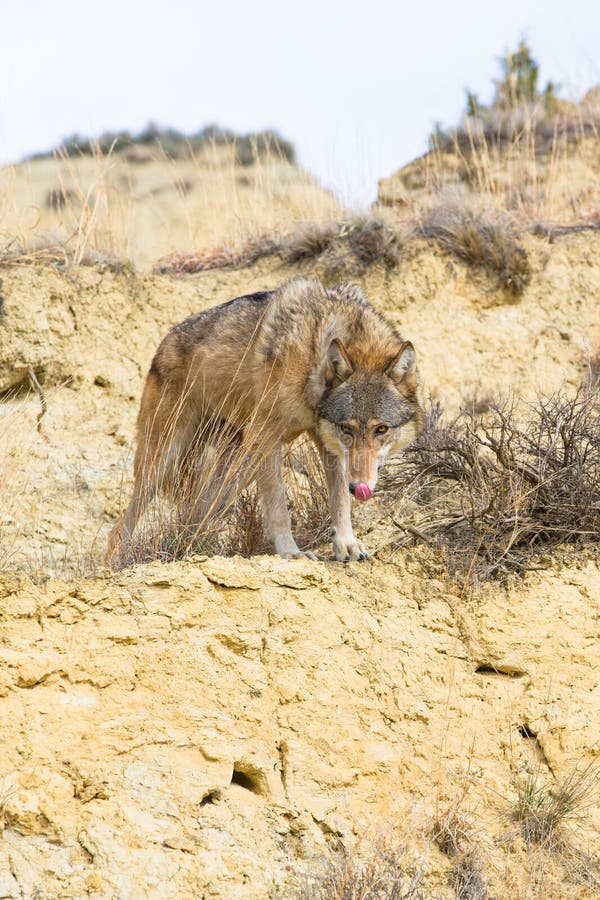 Timber Wolf Inspiring on Ridge Stock Image - Image of mammal, wolf ...