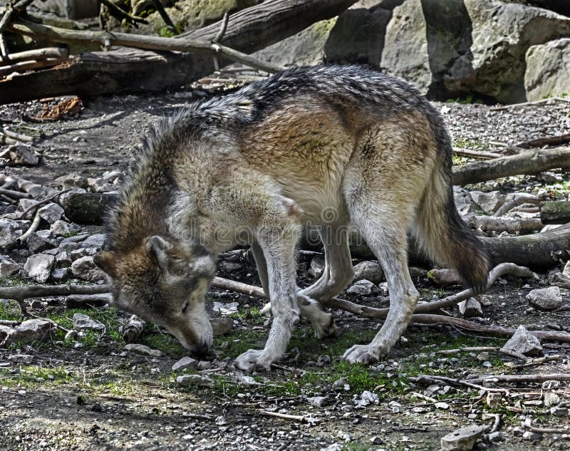 Timber wolf 1 stock image. Image of zoology, canada, wolf - 34902633
