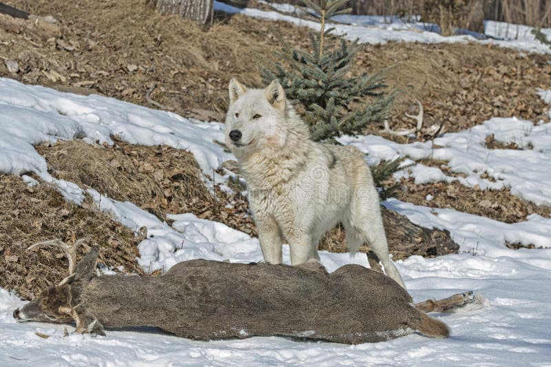 Timber wolf on kill stock image. Image of lupis, wild - 184872557