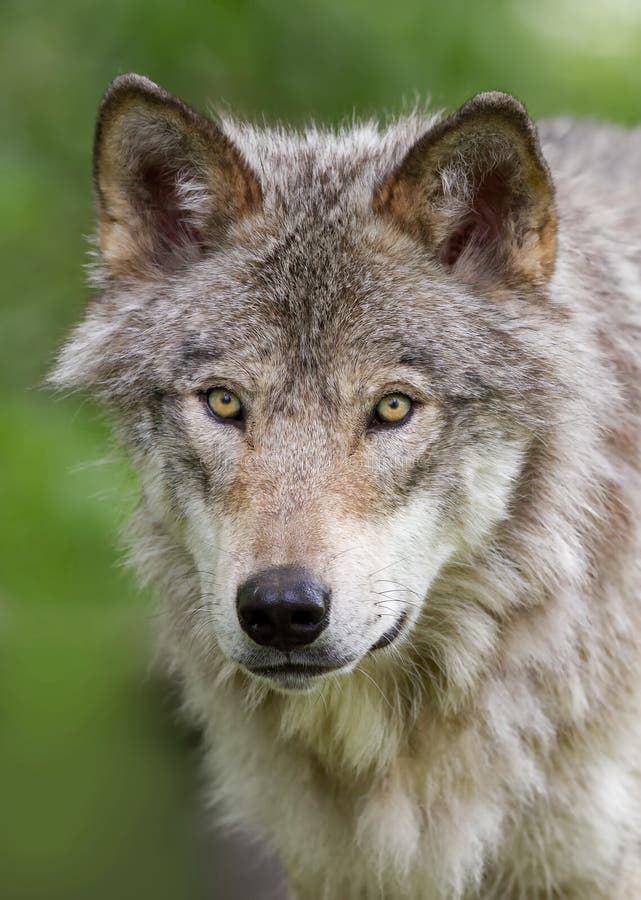 Lone Timber Wolf or Grey Wolf (Canis Lupus) on Top of a Rock on an ...