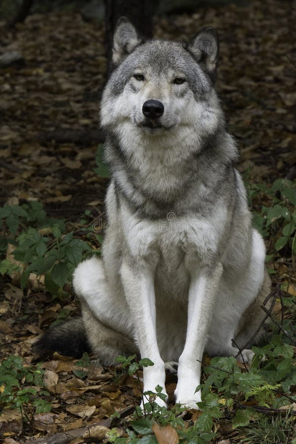 Timber Wolf Looking At Camera Stock Photo - Image of natural, wolf ...