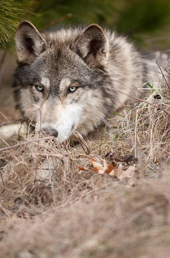 Timber Wolf (Canis Lupus) Against Green Stock Photo - Image of natural ...