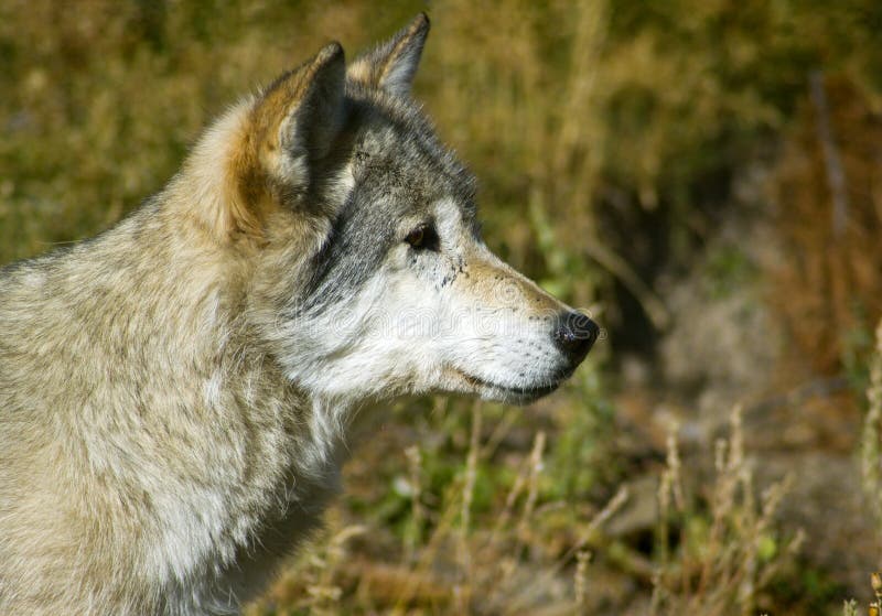 Timber Wolf Looks To The Right Stock Photo - Image of creature ...