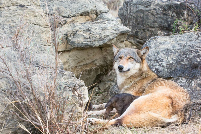 Timber Wolf and Newborn at Den Site Stock Image - Image of wildlife ...