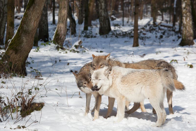 Timber Wolf Pack in Winter Forest Stock Image - Image of powerful, snow ...