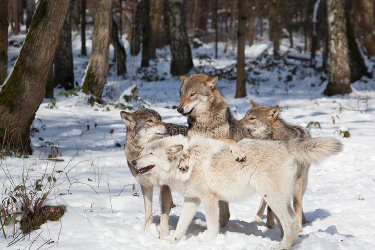 Timber Wolf Pack in Winter Forest Stock Image - Image of tree, powerful ...