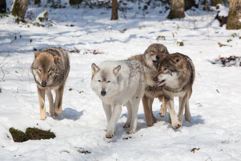Timber Wolf Pack in Winter Forest Stock Photo - Image of females, lupus ...