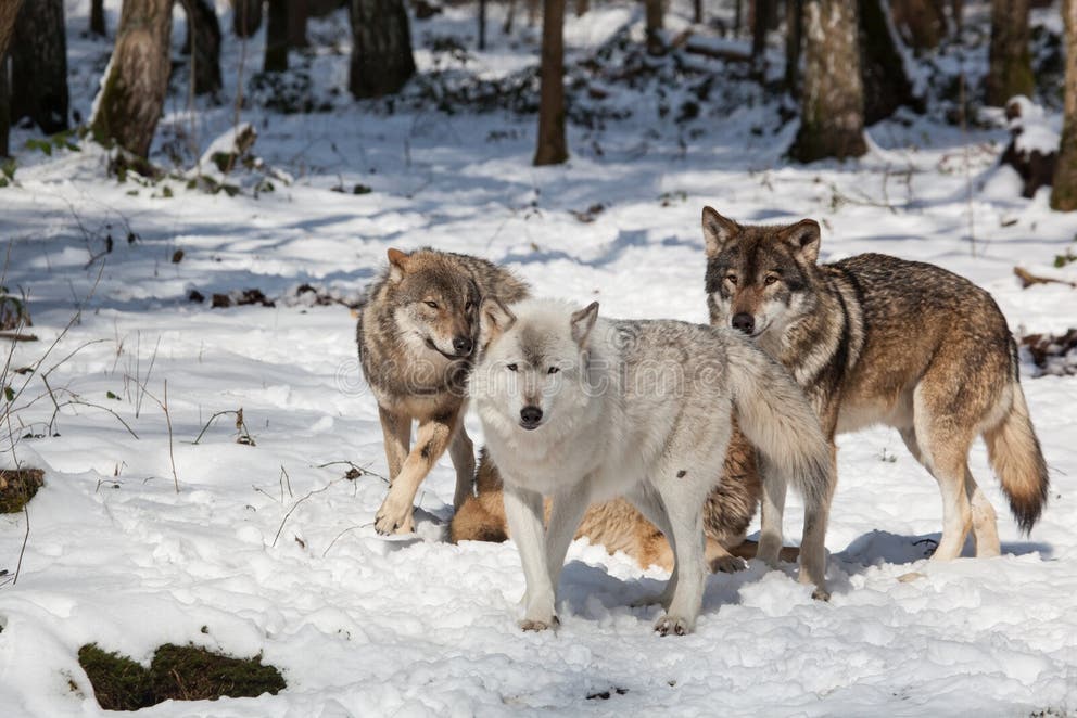 Timber Wolf Pack in Winter Forest Stock Photo - Image of animal, timber ...