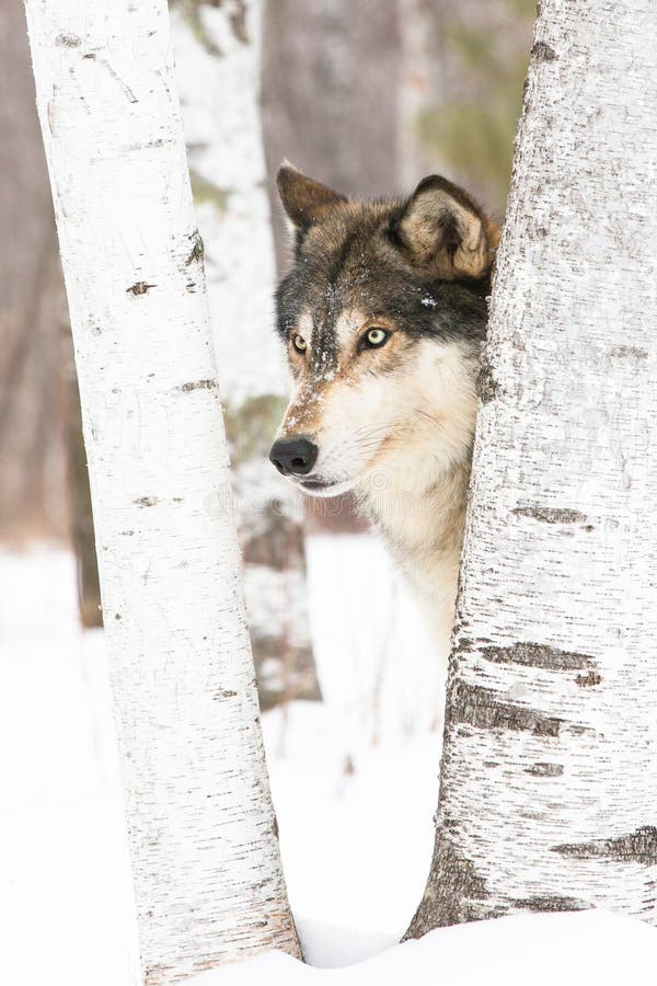 Timber Wolf Peeking From Side Of Tree Stock Image - Image of nature ...