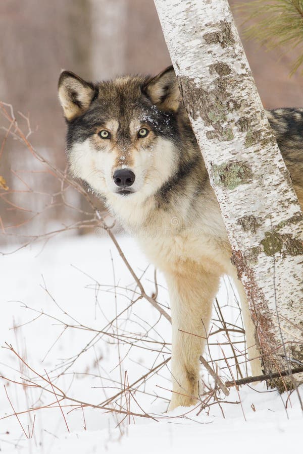 Wolf portrait stock image. Image of living, leader, beautiful - 23266863
