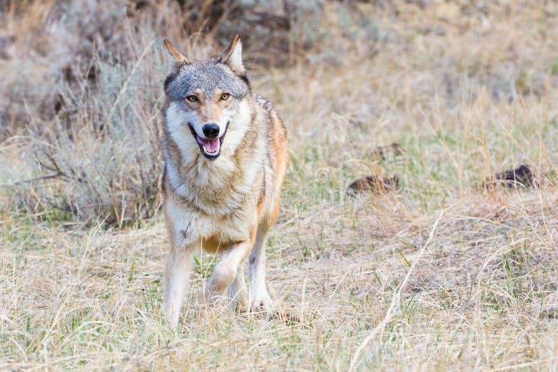 Timber Wolf in Prairie Grass Stock Image - Image of lupus, prairie ...