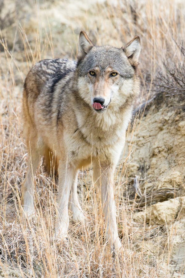 Timber Wolf in Prairie Grass Stock Photo - Image of prairie, timber ...