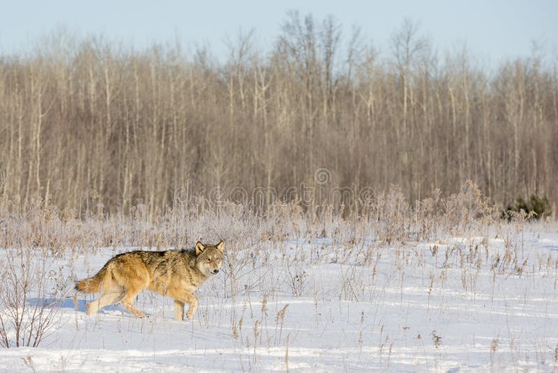 Timber Wolf on Prowl for Prey Stock Photo - Image of persistence ...