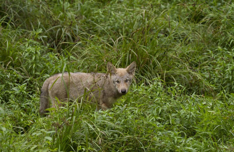 A Lone Timber Wolf or Grey Wolf Pup (Canis Lupus) in Summer in Canada ...