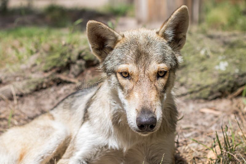 Timber Wolf Pup Laying on the Ground Looking Stock Photo - Image of ...
