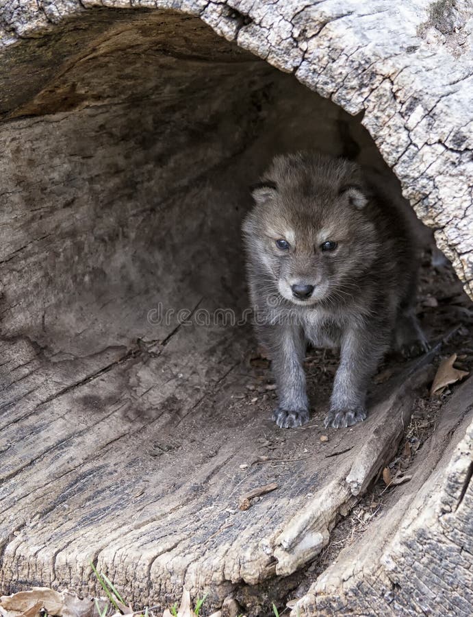 Timber wolf lying down stock photo. Image of mammal, color - 20948048