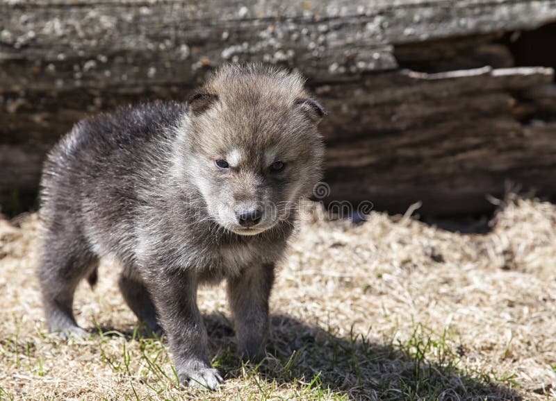 Arctic wolf puppy stock photo. Image of horrific, predator - 25453426