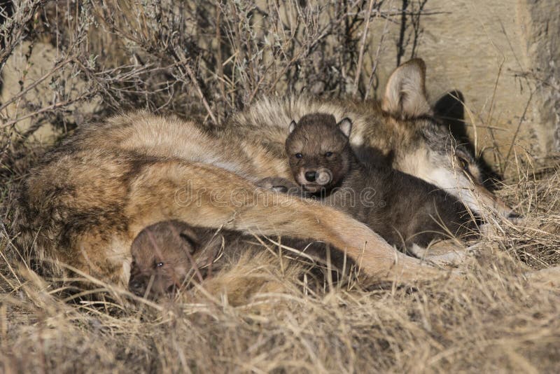 Timber wolf with pups stock photo. Image of nipple, nature - 42659122