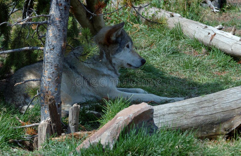 Timber Wolf Relaxing In Shade Picture. Image: 272189