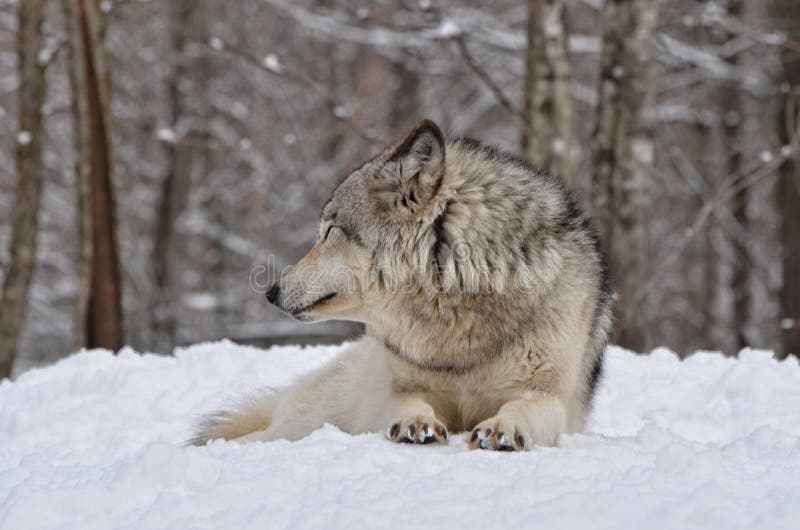Timber Wolf stock photo. Image of wolf, winter, grey - 62979038