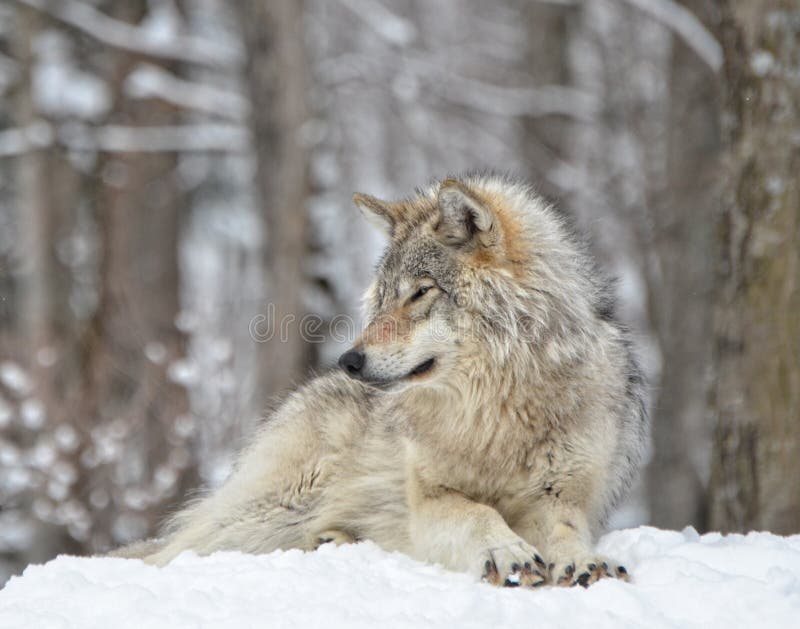 Timber Wolf stock photo. Image of covered, nature, wilderness - 62979046