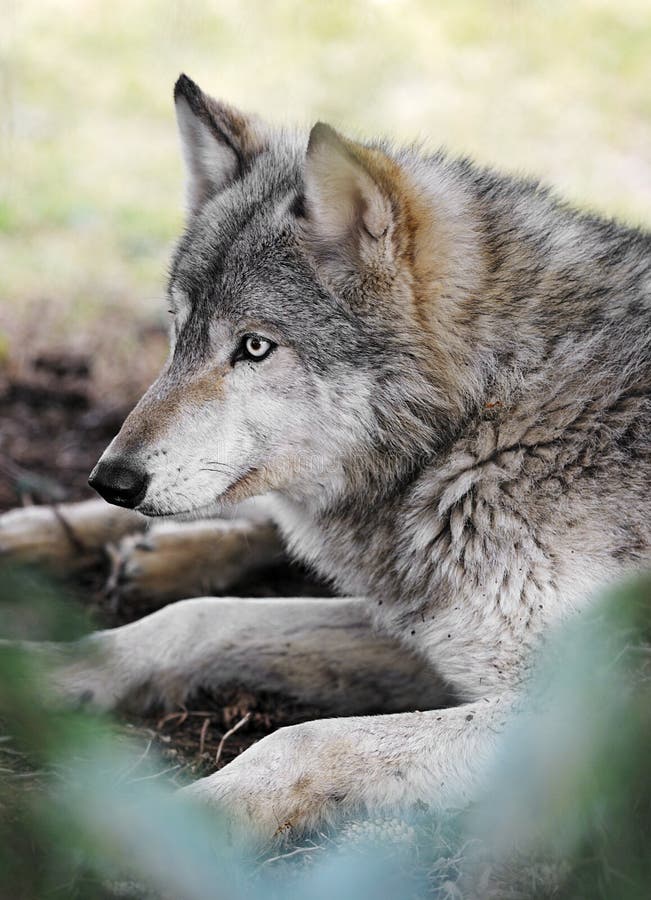 Timber Wolf Wallpaper