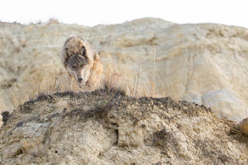 Timber wolf by ridge stock photo. Image of bright, nature - 84504574