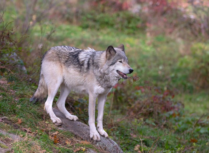 A Lone Timber Wolf or Grey Wolf (Canis Lupus) on a Rocky Cliff on an ...