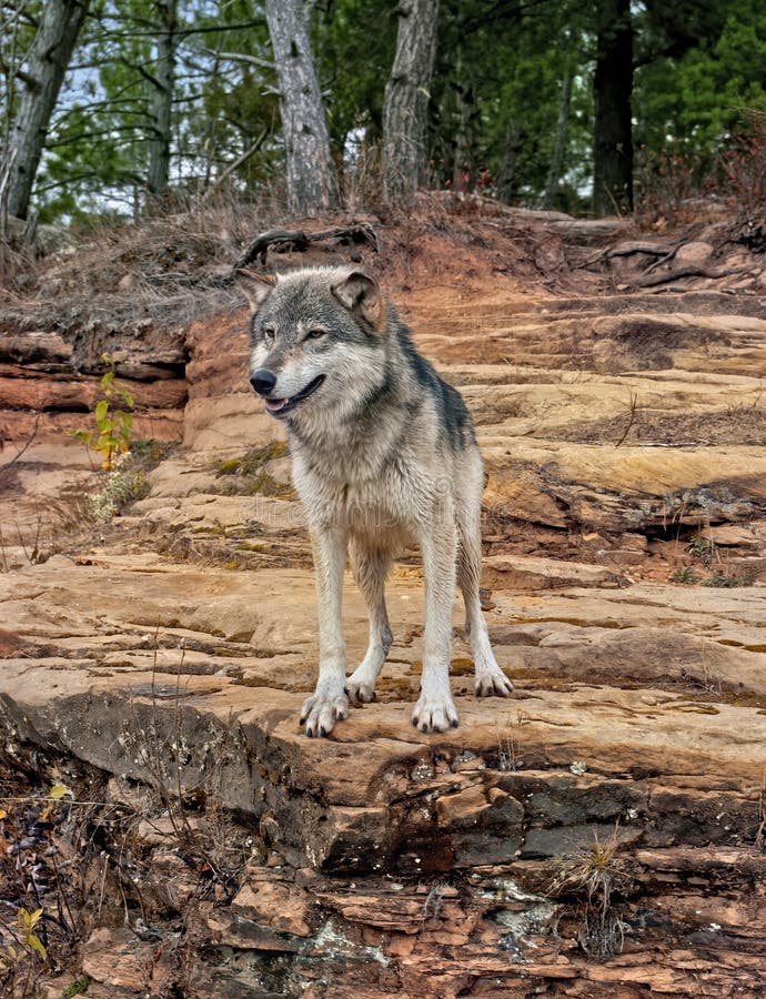 Timber wolf on rocky ridge stock image. Image of northern - 236458503