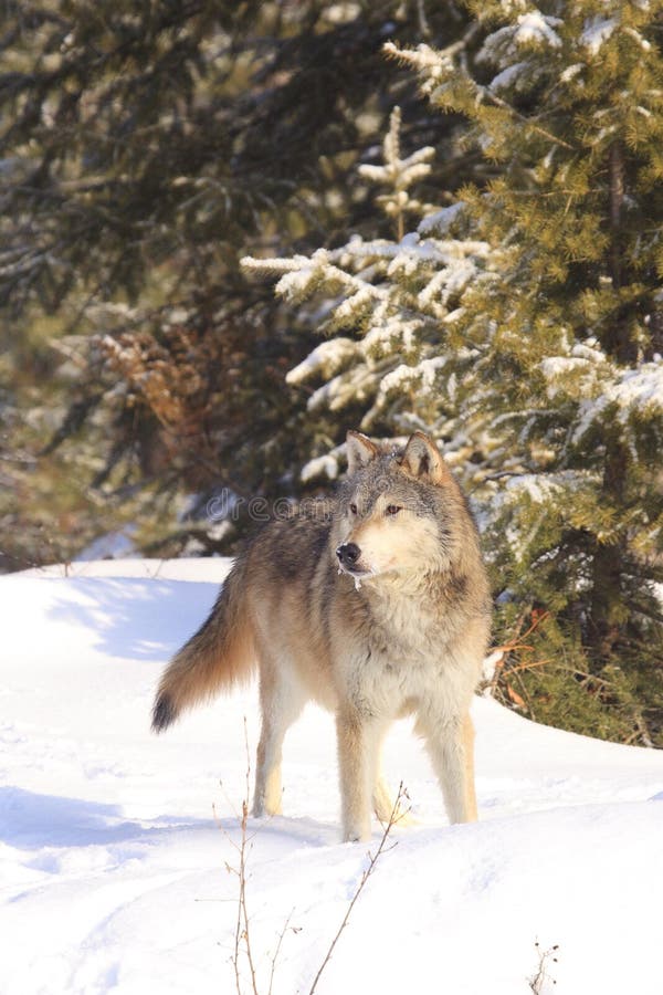 Timber Wolf in Scenic Photograph Stock Image - Image of living, courage ...