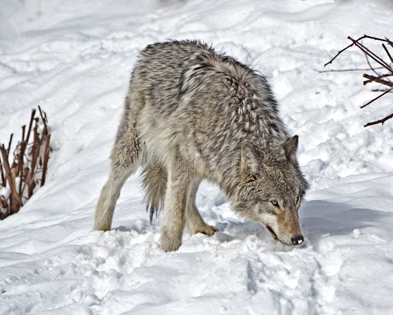 884,054 Timber Stock Photos - Free & Royalty-Free Stock Photos from ...