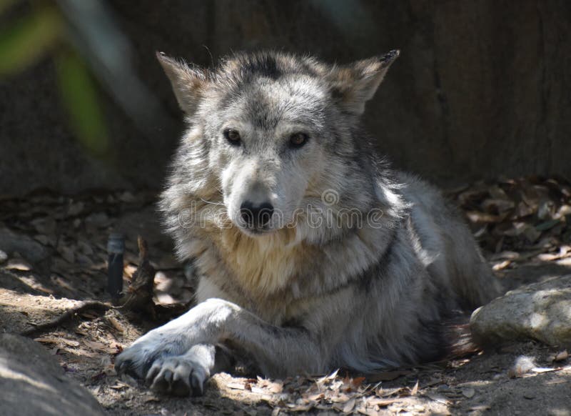Timber Wolf with a Solemn Expression on His Face Stock Photo - Image of ...
