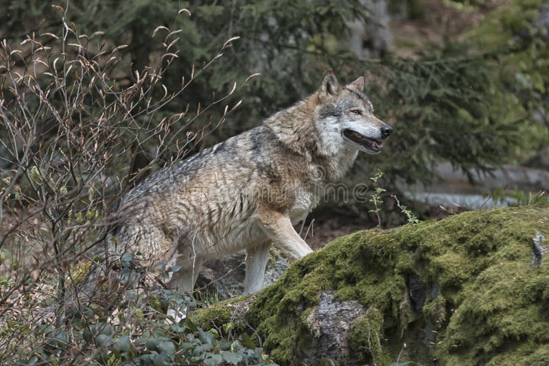 Timber Wolf Pack in Winter Forest Stock Photo - Image of animal, timber ...