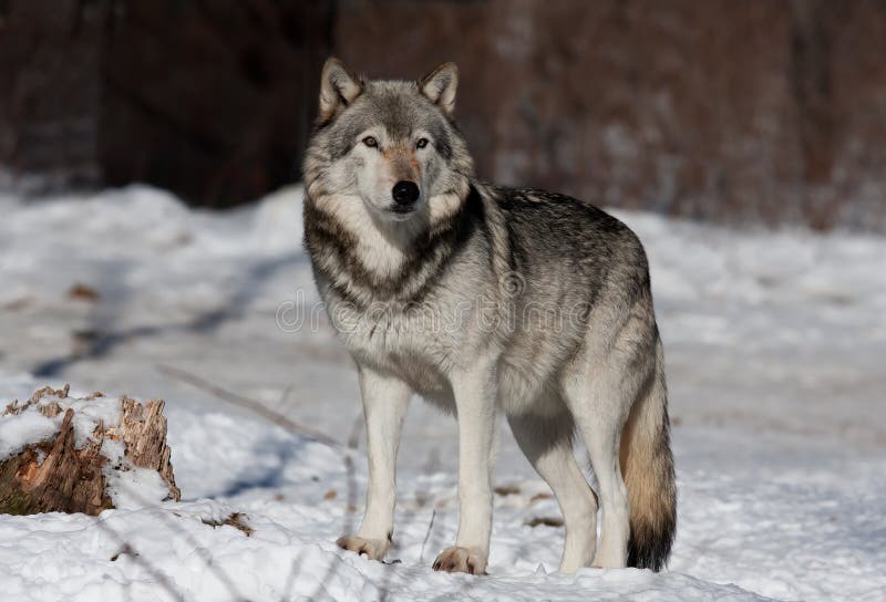 A Lone Timber Wolf or Grey Wolf (Canis Lupus) Walking in the Winter ...