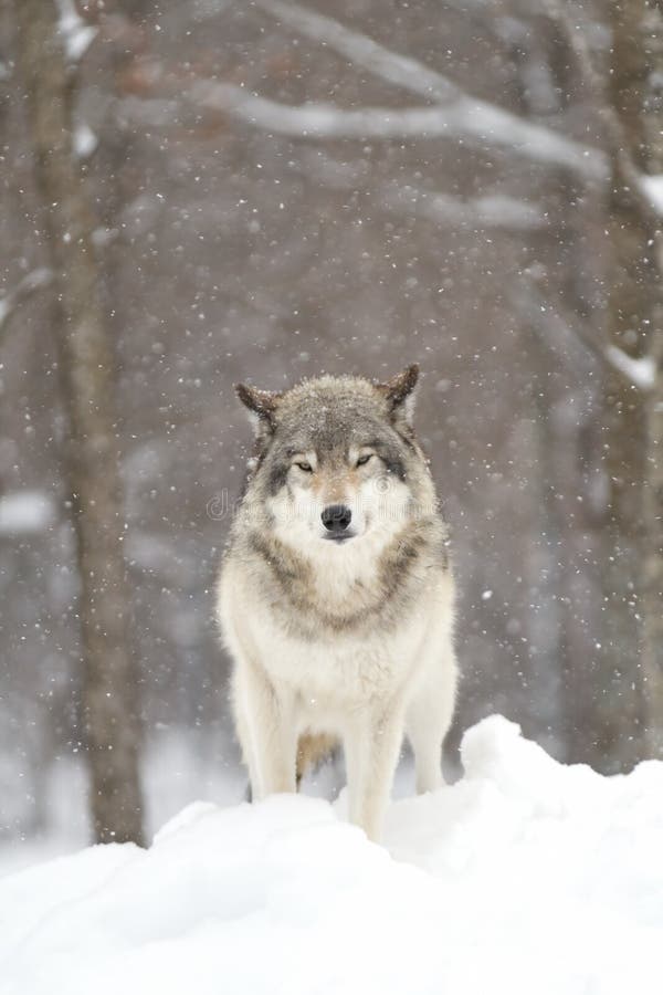 A Timber Wolf Canis Lupus with Yellow Eyes Closeup in Winter Snow Stock ...