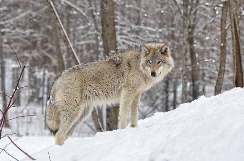 Timber Wolf stock image. Image of pack, timber, wild - 62979055