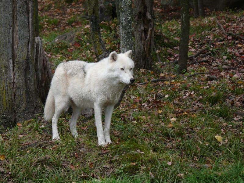 Timber Wolf Standing in the Snow Stock Image - Image of lupus ...