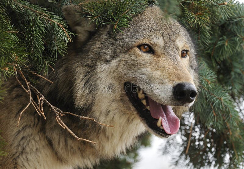 Timber Wolf Sticks Head Out from Under Pine Tree Stock Image - Image of ...