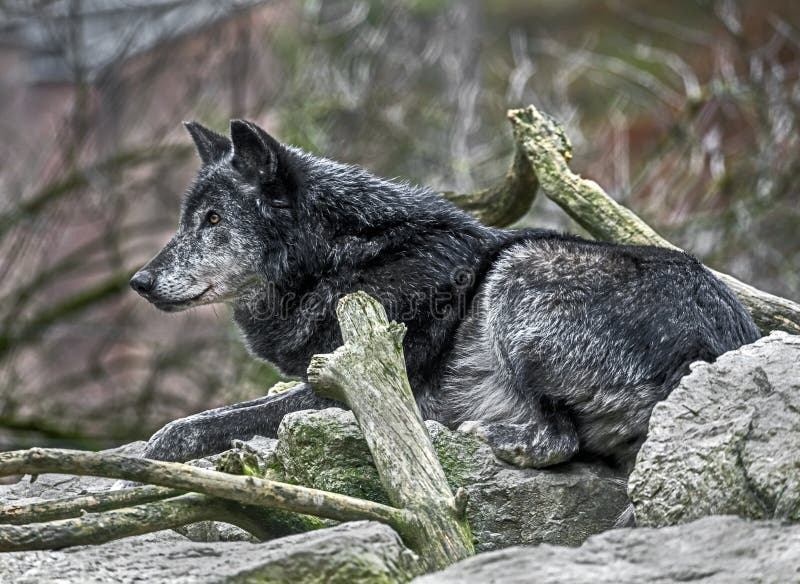 Timber wolf 1 stock image. Image of zoology, canada, wolf - 34902633