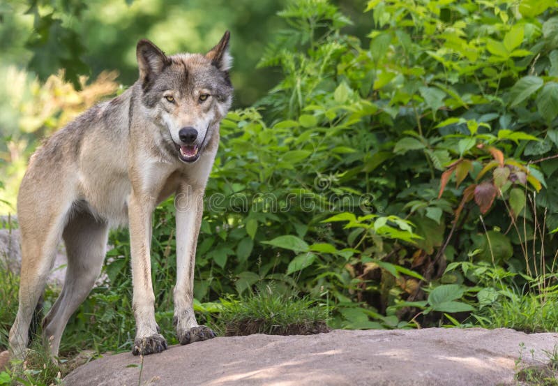 1,044 Timber Wolf Summer Stock Photos - Free & Royalty-Free Stock ...