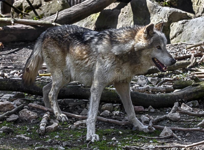 Timber wolf 1 stock image. Image of zoology, canada, wolf - 34902633