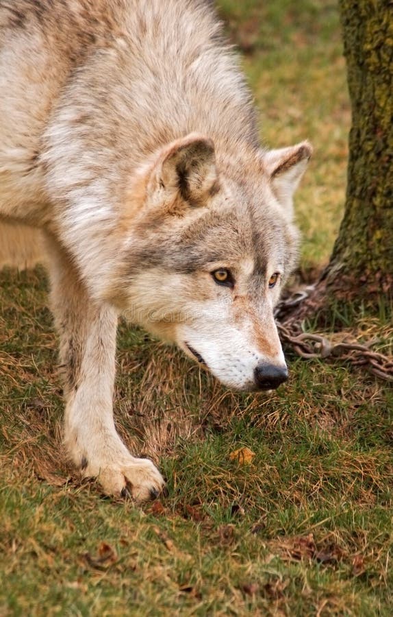 Timber Wolf - Tree with Chain Stock Image - Image of interested, trap ...