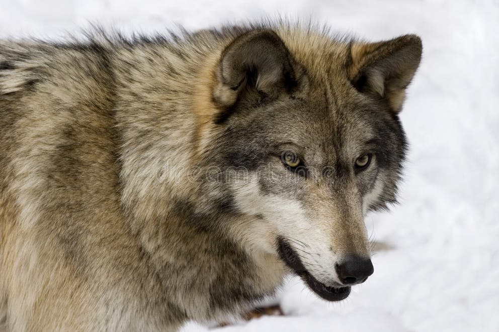 Timber Wolf V stock photo. Image of predator, lone, wolves - 8984024