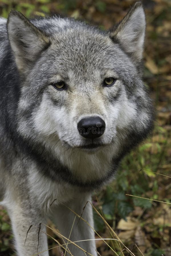 Vertical Wolf Portrait in Green Ferns Stock Image - Image of marking ...